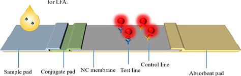 Figure 1 From Preparation Of Lateral Flow Pvdf Membrane Via Combined Vapor And Non Solvent