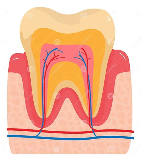 Colorful Cross Section Of A Human Tooth Showing Enamel Dentin Pulp