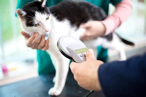 Microchipping Cats Pros And Cons