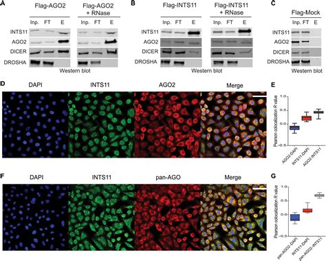 The Integrator Complex Regulates Microrna Abundance Through Risc