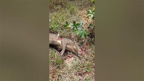Jerat Babi Hutan Malaysia Youtube
