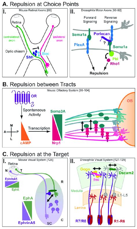 Axon Axon Interactions Regulate Axonal Repulsion During Neural Circuit