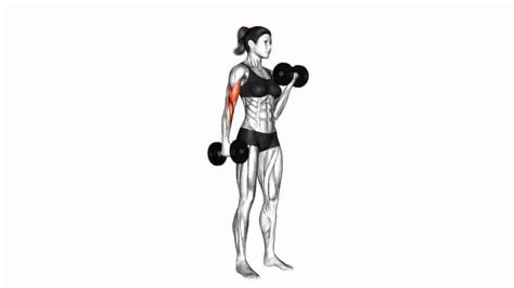 Dumbbell Alternate Biceps Curl Video Guide Lyfta