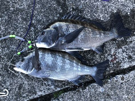 焼津港で初釣り フィッシング遊