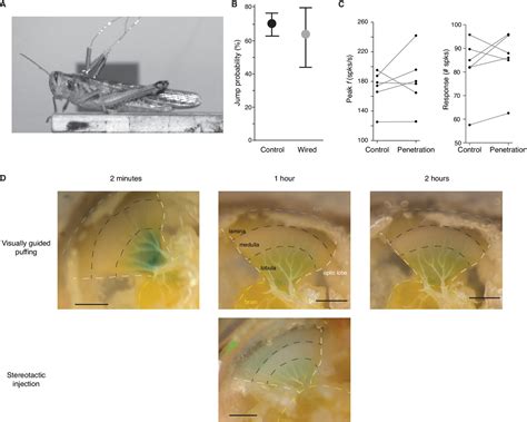Figures And Data In Biophysics Of Object Segmentation In A Collision Detecting Neuron Elife