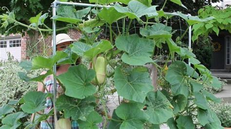 17 Fantastic Diy Squash Trellis Ideas Balcony Garden Web