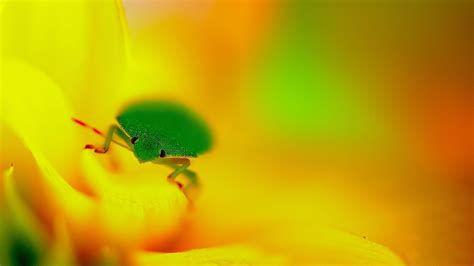 Download Wallpaper X Insect Bug Grass Sit Hide Full Hd Hdtv Fhd P Hd Background