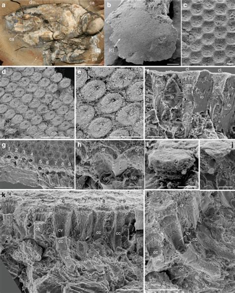 Dollocaris A Predator Of The Jurassic Was All Marine Science In A