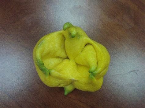 Weird Lemon 2 By Artist Anas On Deviantart
