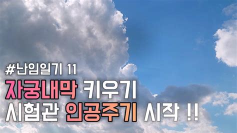 자궁내막 키우는 일상 시험관 인공주기를 시작했어요 난임 시험관브이로그 다낭성난소증후군 Youtube