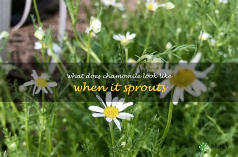 Sprouting Chamomile An Insight Into The Appearance Of This Medicinal Herb Shuncy