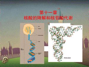 核酸的降解和核苷酸代谢