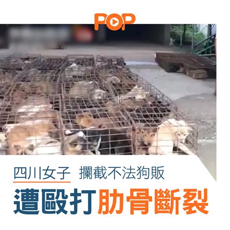 星島頭條 四川自貢市一名張姓女子，早前舉報一間農業公司涉「掛羊頭賣狗隻」，長期收購、運輸和銷售來歷不明的狗隻。她隨後跟蹤及攔截運輸犬隻車輛