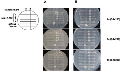 The Mata2 102 Mutant Gene Confers The A Mating Type To Haploid Diploid