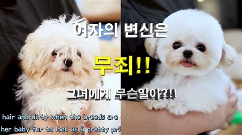 푸들배냇미용 여자의 변신은 무죄라더니 진짜너냐 생후 6개월 푸들의 명랑소녀성공기 강아지 강아지유튜브
