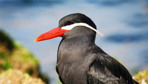 Inca Tern Shows Off Vibrant Colors In Its Habitat Stock Illustration