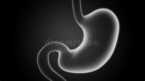 Anatom A Del Sistema Digestivo De Los Rganos Del Cuerpo Humano Stock