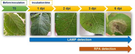 Development Of Real Time Isothermal Amplification Assays For On Site Detection Of Phytophthora