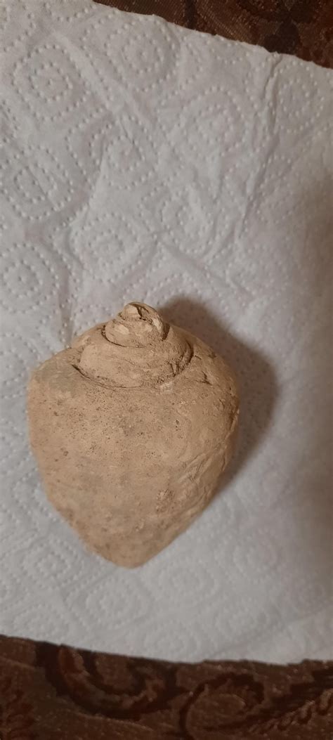 Fossilized Snail Rwhatsthisrock