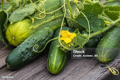 나무 테이블에 녹색 잎과 꽃 신선한 오이 오이를 재배하기위한 농업 신선한 샐러드를 만들기위한 야채 채식주의자를 위한 건강한 음식 0명에 대한 스톡 사진 및 기타 이미지