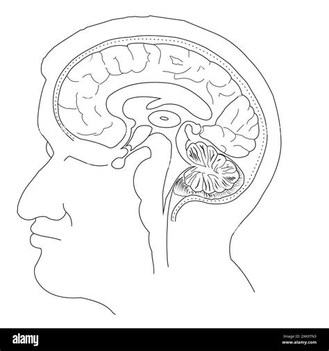 Nervous System Diagram Without Labels