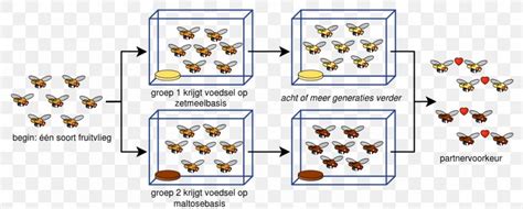Geographical Isolation Sympatric Speciation Parapatric Speciation