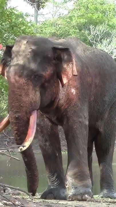 අග්බෝ ඇතා 🐘agbo Is Bathing Srilankaelephant Agboelephant Elephant