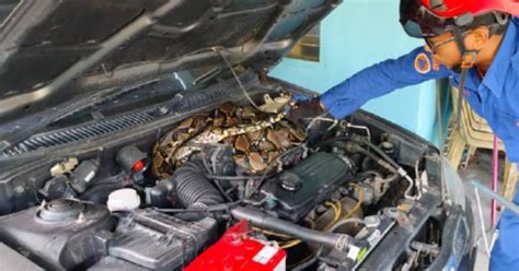 unwelcome passenger four metre python takes the wheel in alor gajah