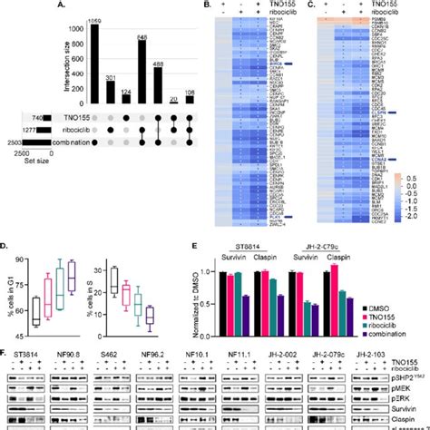 Trim56 Promotes Malignant Progression Of Glioma In Vivo A B In Vivo