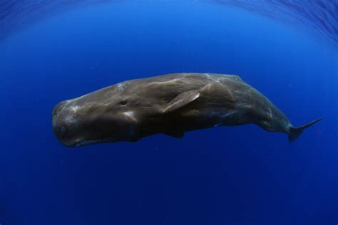 5 Wonderful Whales To Love Ocean Conservancy
