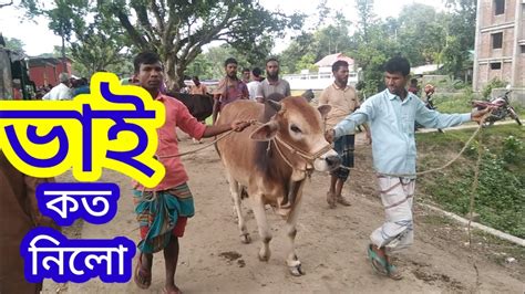 ভাই কত নিলো ২০২৩ বিক্রি হওয়া ষাঁড় গরু দাম জানুন ভরতখালী হাটে। Youtube