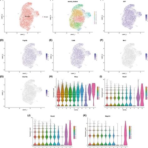 Expression Levels Of Microglia M1 M2 Markers And Rhoa P38mapk Download Scientific Diagram