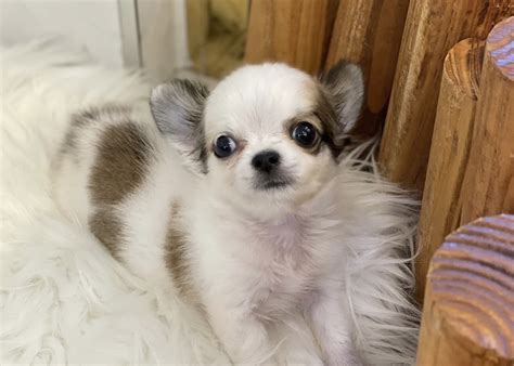 장모치와와 왕자님499000 파티푸들 샴 광주애견분양 말티즈성격 부산유기견 마메시바 부산유기견보호센터 시바견가정분양 강아지무료분양 고양이무료분양 도그마루 라이트