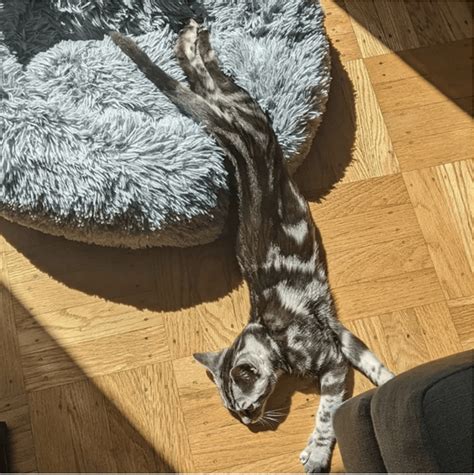 24 Purrfect Pics Of Flexible Felines Proving That Cats Are Literally