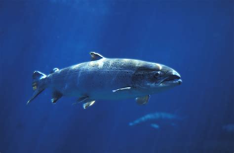 Exploring Genetic Resistance Against Infectious Salmon Anaemia Virus Isav
