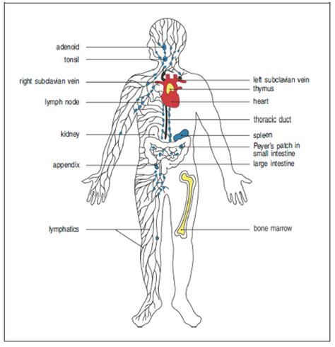 Introduction Flashcards Quizlet