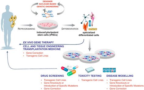 Ijms Free Full Text Site Specific Genome Engineering In Human