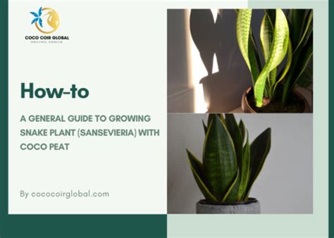 Coco Coir Vs Coco Peat Differences And Similarities