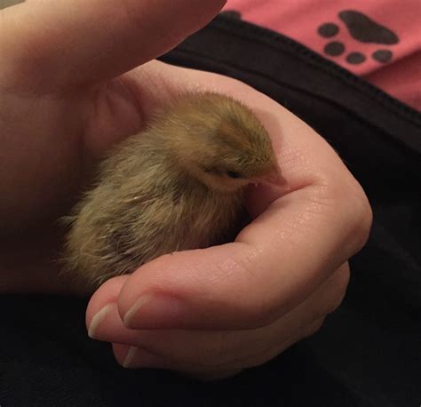 Beginners Guide To Hatching Quail Eggs By A Beginner Backyard