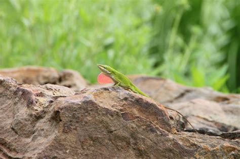 How To Use Adobe Spark