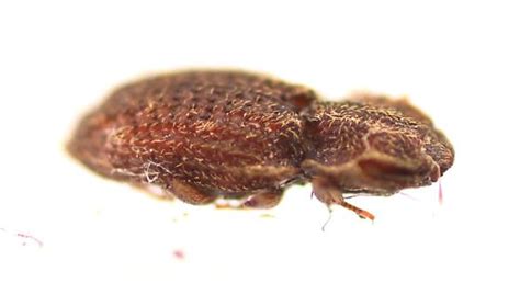 Beetle Caught In Red Wine Trap Usechus Nucleatus Bugguidenet