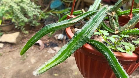 Complete Beginners Guide To Growing Dragon Fruit