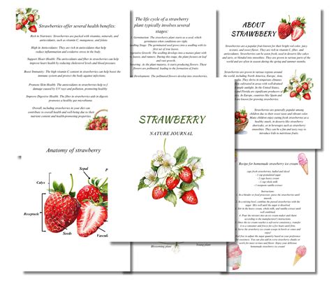 Strawberry Nature Journal Strawberry Anatomy Strawberry Lifecycle