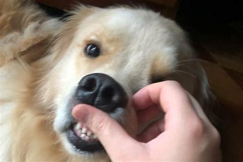 飼い主と遊ぶワンコ手を止めるとかまってちゃんな姿がかわいいとTwitterで話題に SNSで人気の犬猫を写真つきで紹介シリーズ