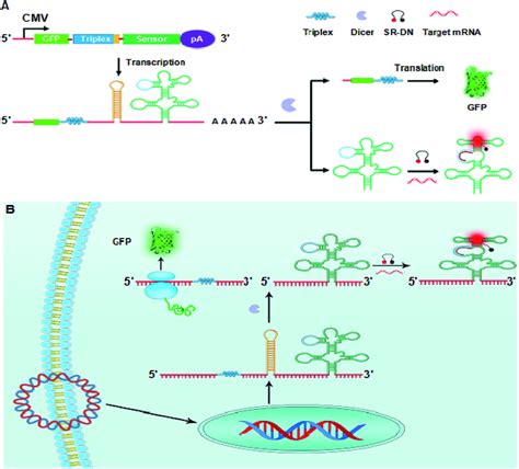 Illustration Of Plasmid Design A And The Rna Sensor From A Splittable Download Scientific
