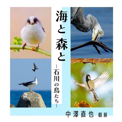 海と森と 石川の鳥たち 中澤直也 個展 X STATION KANAZAWA