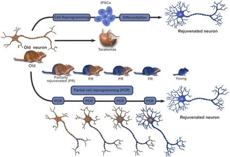 Graphical Abstract A Comparison Between The Rejuvenation Applications Download Scientific