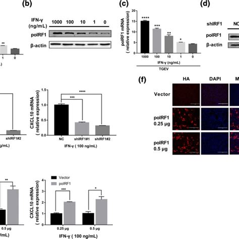 The Inhibition Of Tgev Infection By Ifn γ Does Not Depend On Type I Download Scientific Diagram