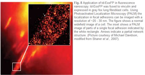 Eosfp Green To Red Fluorescent Protein Abo