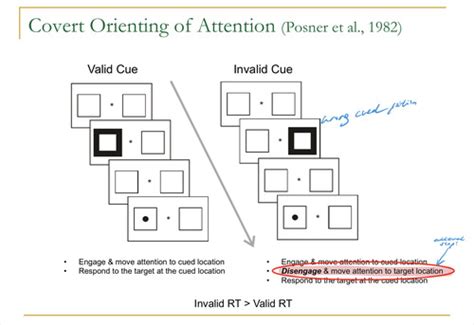 37 Clps0450 Spatial Attention 4 Flashcards Quizlet